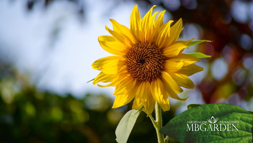 Flores que transmitem alegria – MB Garden